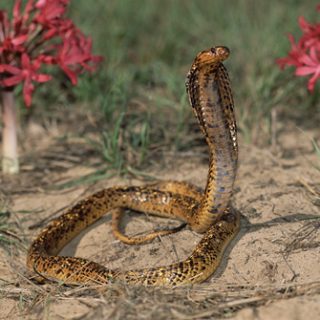Cape Cobra Facts and Pictures