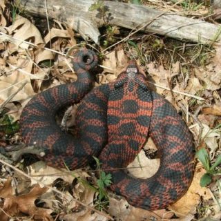 Eastern Hognose Snake Facts and Pictures
