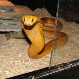 Cape Cobra Facts and Pictures