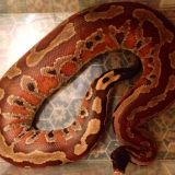 Blood Python Facts and Pictures