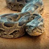 African Rock Python Facts and Pictures