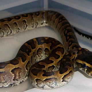 African Rock Python Facts and Pictures