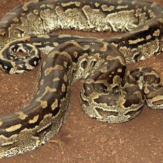 Texas Brown Snake Facts and Pictures