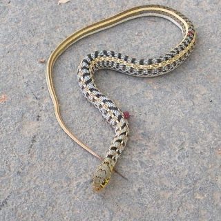 Buff Striped Keelback Facts and Pictures