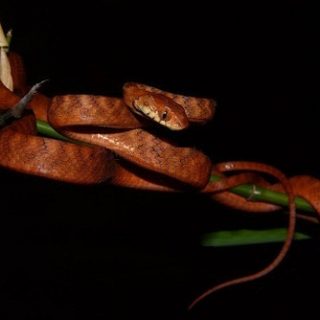 Andaman Cat Snake Facts and Pictures