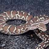 Angolan Python Facts and Pictures