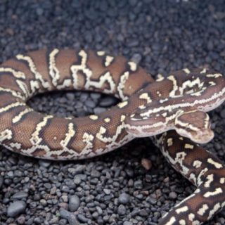 Angolan Python Facts and Pictures
