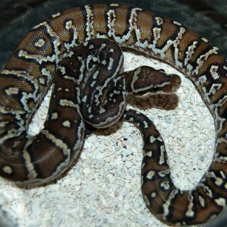 Angolan Python Facts and Pictures