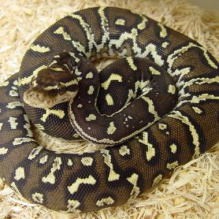 Angolan Python Facts and Pictures