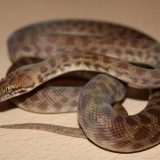 Children's Python Facts and Pictures