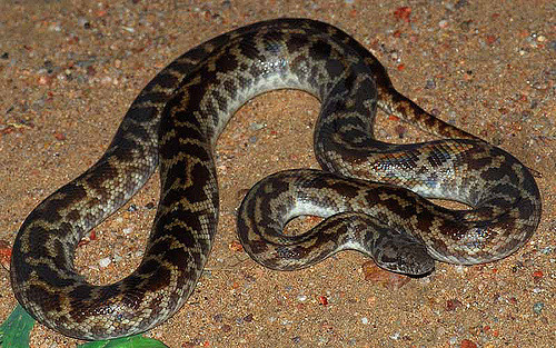 Spotted Python Facts And Pictures