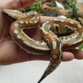 Blood Python Facts and Pictures