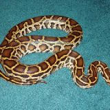 Burmese Python Facts and Pictures