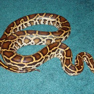 Burmese Python Facts and Pictures