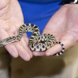 Pine Snake Facts and Pictures