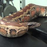 Blood Python Facts and Pictures