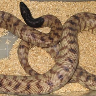 Texas Brown Snake Facts and Pictures