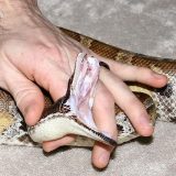 Blood Python Facts and Pictures