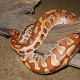 Blood Python Facts and Pictures