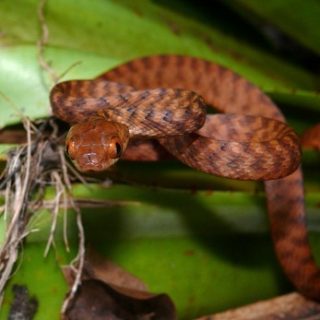 Andaman Cat Snake Facts and Pictures