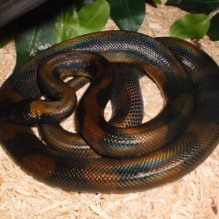 Bismarck Ringed Python Facts and Pictures