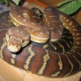 Bredl's Python Facts and Pictures