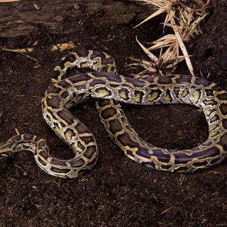 Burmese Python Facts and Pictures