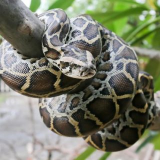 Burmese Python Facts and Pictures