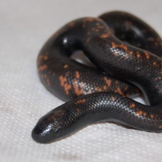 Calabar Python Facts and Pictures