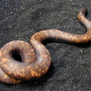 Calabar Python Facts and Pictures