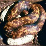 Calabar Python Facts and Pictures
