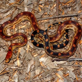 Cape Gopher Snake Facts and Pictures