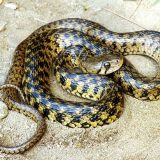 Checkered Keelback Facts and Pictures