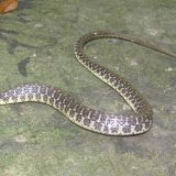 Checkered Keelback Facts and Pictures