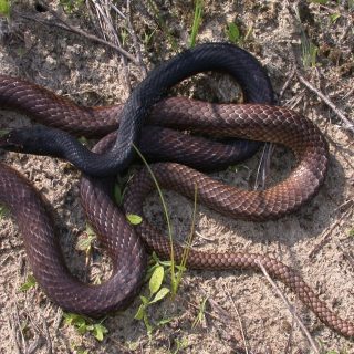 Coachwhip Snake Facts and Pictures