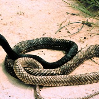Coachwhip Snake Facts and Pictures
