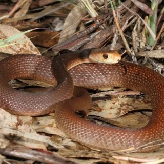 Glossy Snake Facts and Pictures