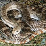 Pine Snake Facts and Pictures