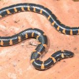 Red-Tailed Pipe Snake Facts and Pictures