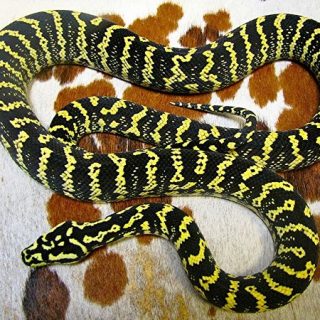 Jungle Carpet Python Facts and Pictures