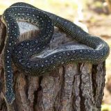 Diamond Python Facts and Pictures