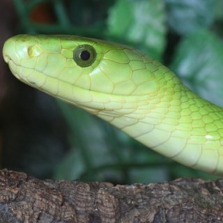 Eastern Green Mamba Facts and Pictures