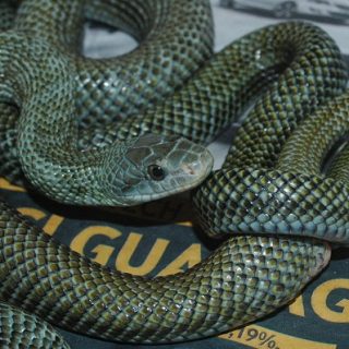 Japanese Rat Snake Facts and Pictures