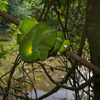 Emerald Tree Boa Facts and Pictures