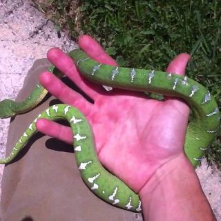 Emerald Tree Boa Facts and Pictures