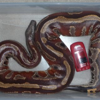 Blood Python Facts and Pictures
