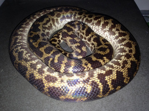 Spotted Python Facts And Pictures