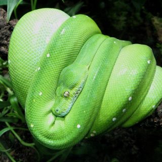Green Tree Python Facts and Pictures