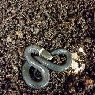 Ringneck Snake Facts and Pictures