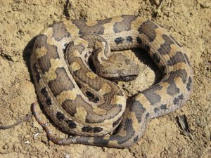 Snakes: Facts and List of Types With Pictures - Reptile Fact